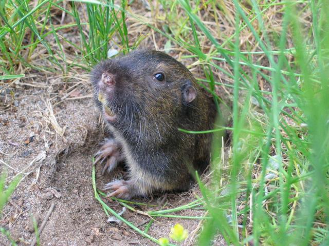Land Mammals from Basic Database Searching